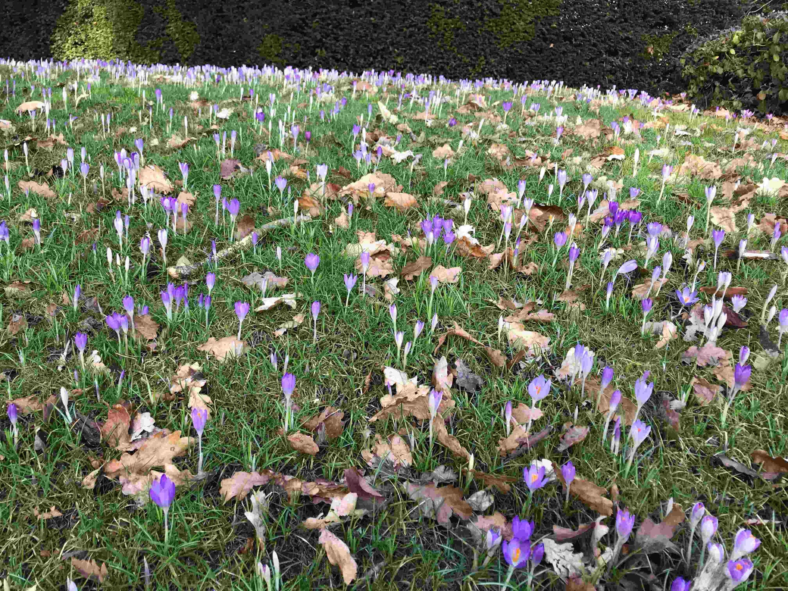 Plants & Places - February - Green Goose Gardens